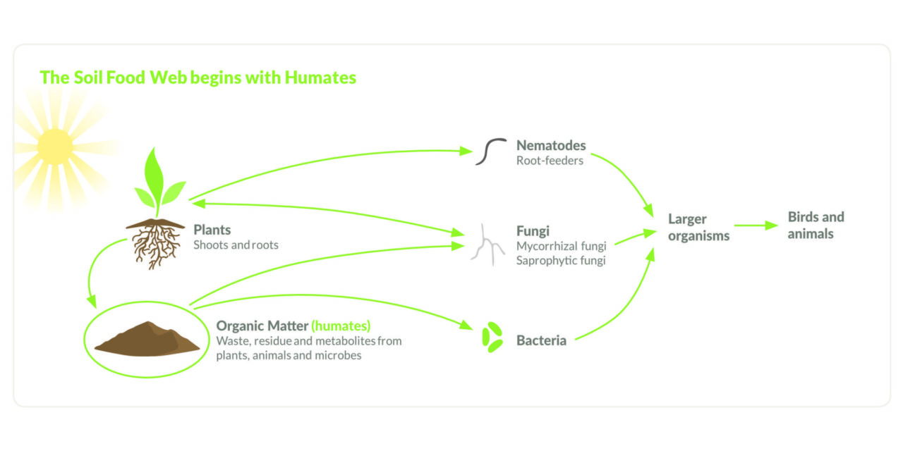 Humate is essential to life for humans, animals and all the plants on ...