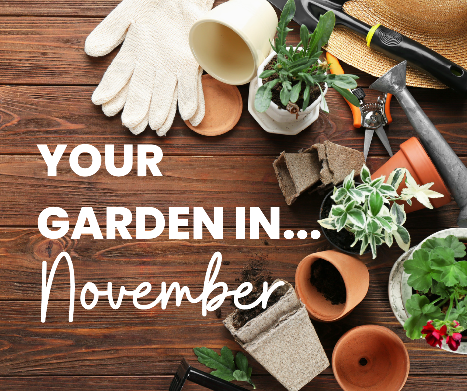 Your Garden in November - Daves Garden Products