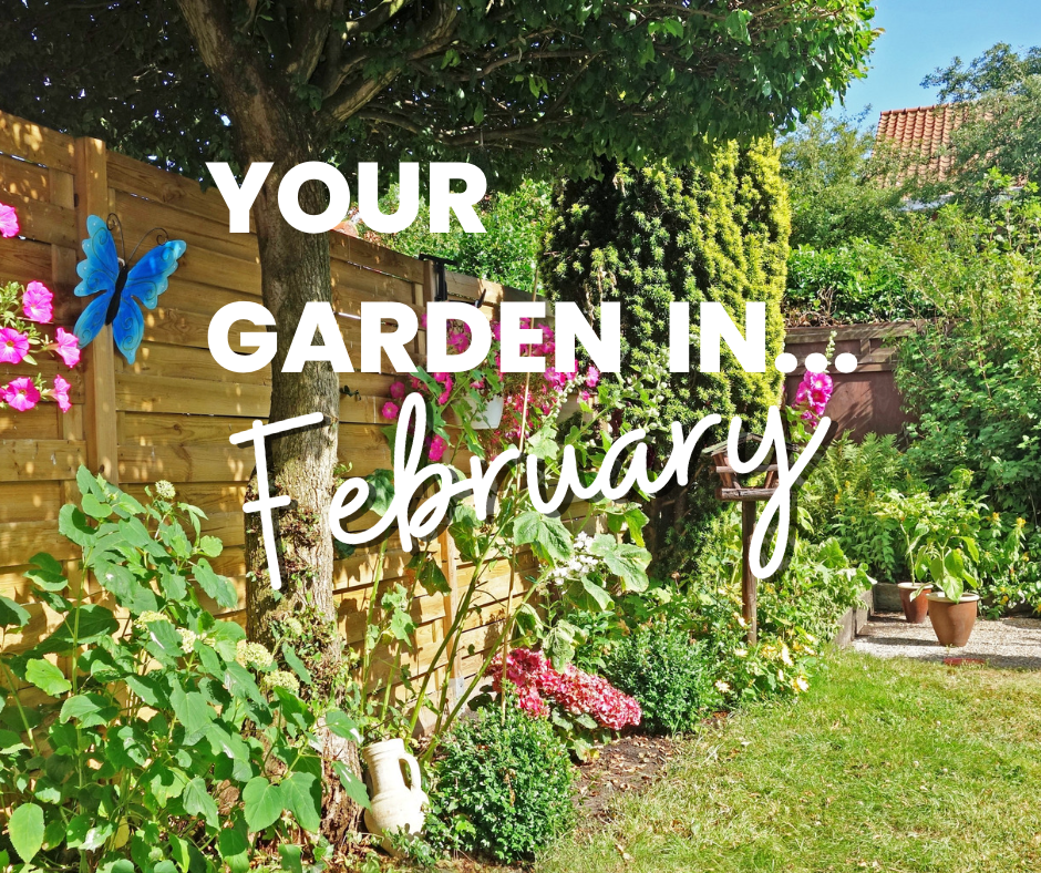 Your garden in February - Daves Garden Products