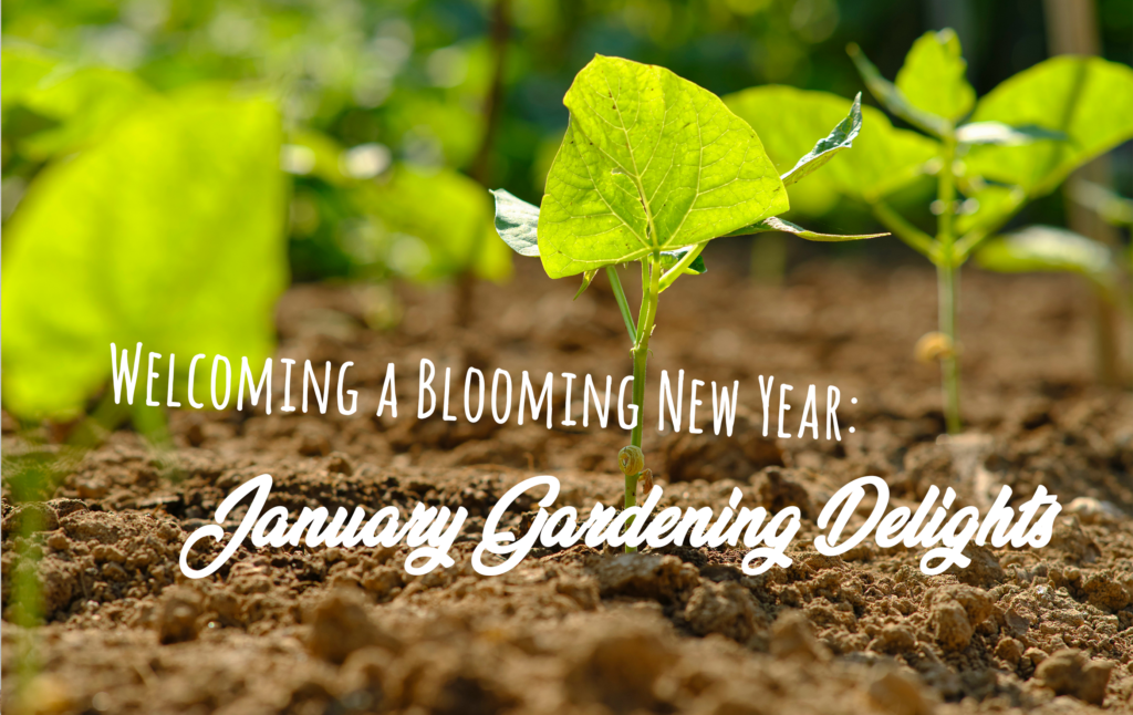 Welcoming a Blooming New Year: January Gardening Delights - Daves ...