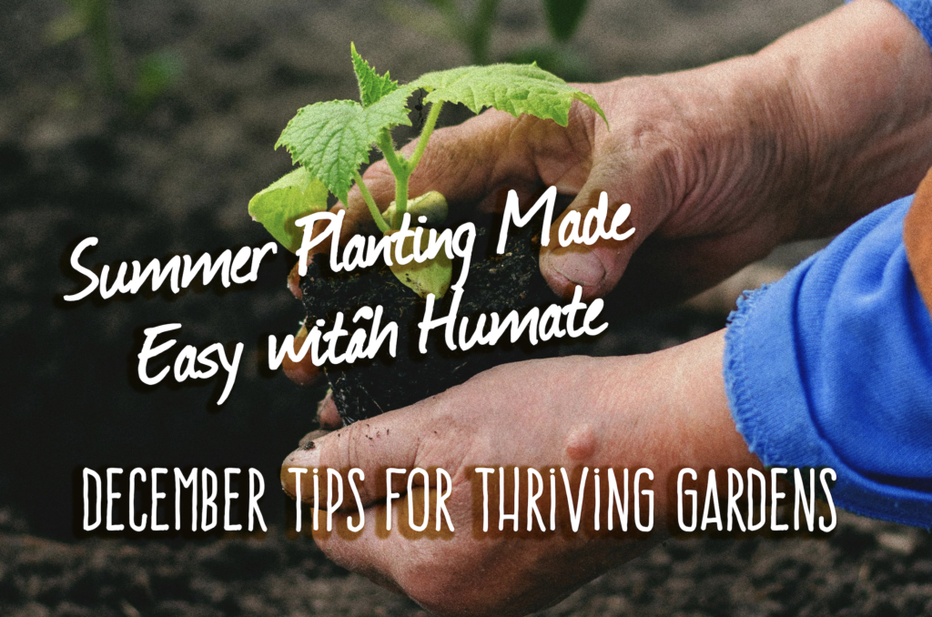 Summer Planting Made Easy: December Tips for Thriving Gardens with ...
